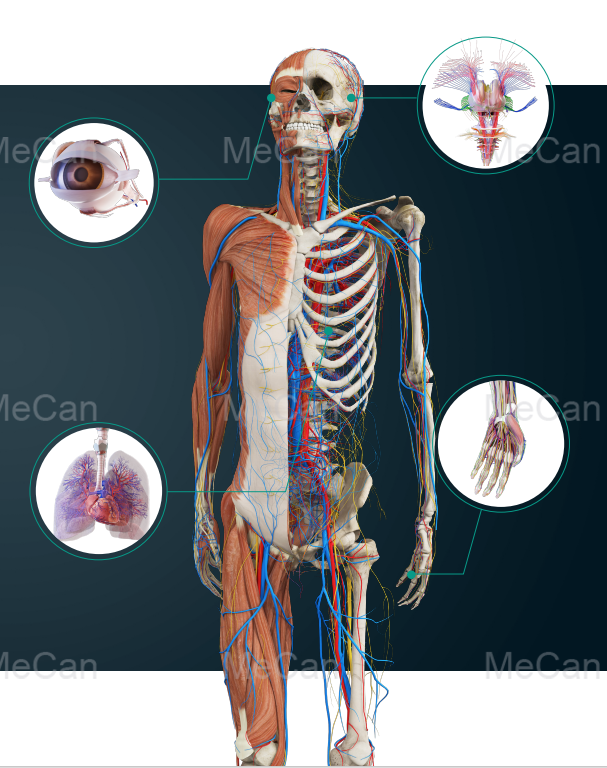 88-Inch Virtual Anatomy Table | China Manufacturer