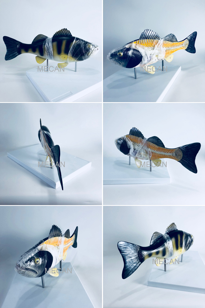 Wholesale Realistic Life Size Animal Fish Anatomy Model with good price ...